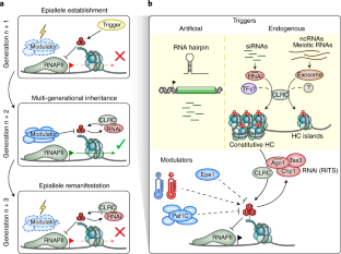 Neutral epigenetic inheritance: being prepared for future generations ...