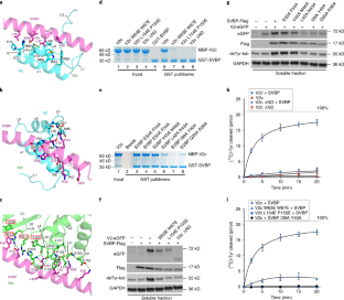 Structural basis of tubulin detyrosination by the vasohibin–SVBP enzyme ...