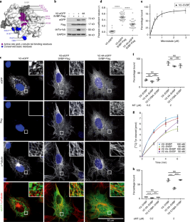 Structural basis of tubulin detyrosination by the vasohibin–SVBP enzyme ...
