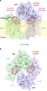Structure of the eukaryotic protein O-mannosyltransferase Pmt1−Pmt2 ...