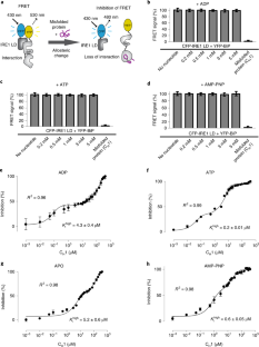 UPR proteins IRE1 and PERK switch BiP from chaperone to ER stress ...