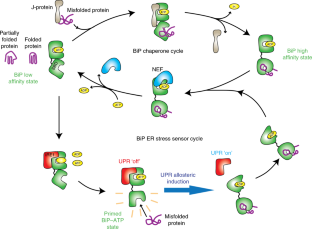 UPR proteins IRE1 and PERK switch BiP from chaperone to ER stress ...