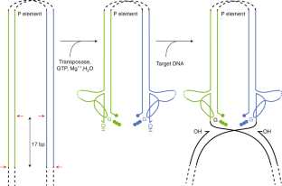 Structure of the P element transpososome reveals new twists on the DD(E ...