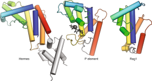 Structure of the P element transpososome reveals new twists on the DD(E ...