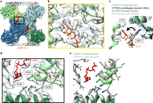Coupled structural transitions enable highly cooperative regulation of ...