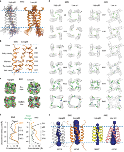 Atomic structures of closed and open influenza B M2 proton channel ...