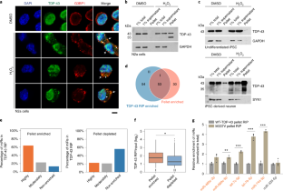 TDP-43 aggregation induced by oxidative stress causes global ...