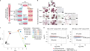 Promoter-proximal CTCF binding promotes distal enhancer-dependent gene ...
