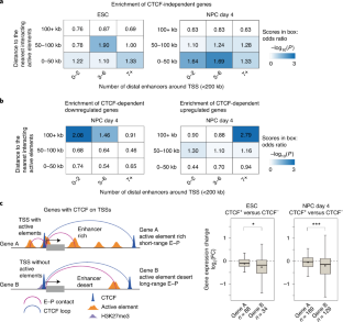 Promoter-proximal CTCF binding promotes distal enhancer-dependent gene ...