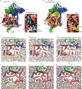 Stepwise gating of the Sec61 protein-conducting channel by Sec63 and ...