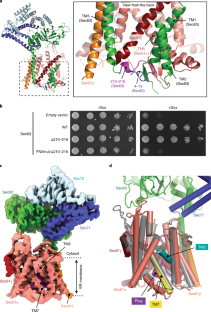 Stepwise gating of the Sec61 protein-conducting channel by Sec63 and ...