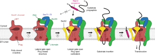 Stepwise gating of the Sec61 protein-conducting channel by Sec63 and ...