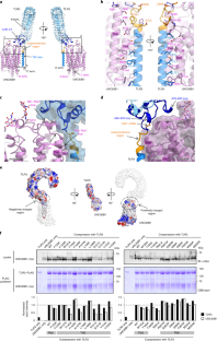 Cryo-EM structures of Toll-like receptors in complex with UNC93B1 ...