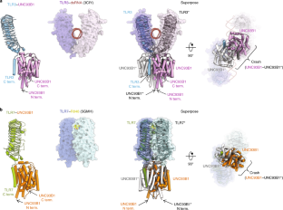 Cryo-EM structures of Toll-like receptors in complex with UNC93B1 ...