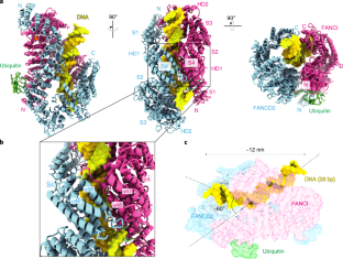 FANCD2–FANCI is a clamp stabilized on DNA by monoubiquitination of ...