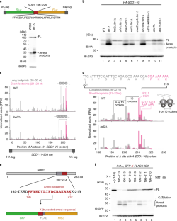 RQT complex dissociates ribosomes collided on endogenous RQC substrate ...