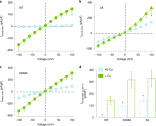 Structural and functional characterization of the bestrophin-2 anion ...
