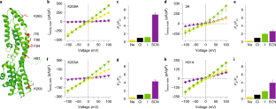 Structural and functional characterization of the bestrophin-2 anion ...
