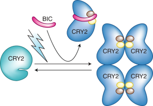 A structural view of plant CRY2 photoactivation and inactivation ...