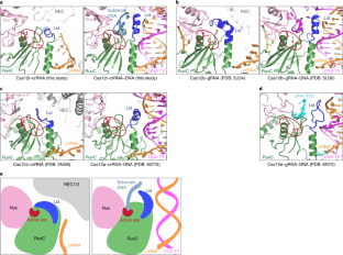 Mechanisms for target recognition and cleavage by the Cas12i RNA-guided ...