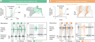 Configuration of electrical spinal cord stimulation through real-time ...