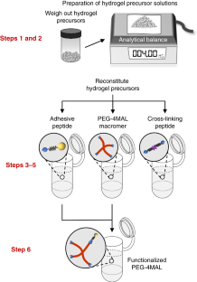 PEG-4MAL hydrogels for human organoid generation, culture, and in vivo ...