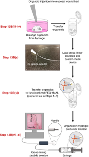 PEG-4MAL hydrogels for human organoid generation, culture, and in vivo ...