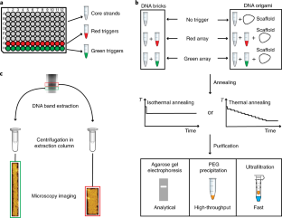 Design and operation of reconfigurable two-dimensional DNA molecular ...
