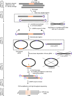 Defining CRISPR–Cas9 genome-wide nuclease activities with CIRCLE-seq ...