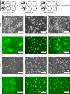 In vitro establishment of expanded-potential stem cells from mouse pre ...
