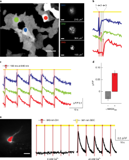 Holographic two-photon activation for synthetic optogenetics | Nature ...