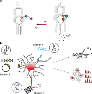 Holographic two-photon activation for synthetic optogenetics | Nature ...