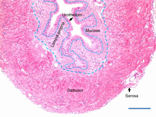 A non-enzymatic method for dissection of mouse bladder urothelial ...