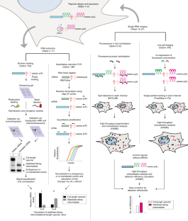 Detection and quantification of RNA decay intermediates using XRN1 ...