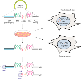Detection and quantification of RNA decay intermediates using XRN1 ...