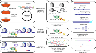 R-ChIP for genome-wide mapping of R-loops by using catalytically inactive RNASEH1 | Nature Protocols