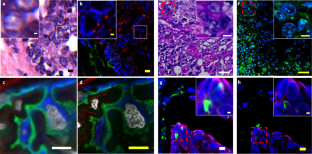 Nanoscale imaging of clinical specimens using conventional and rapid ...