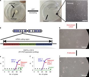 Encapsulation and release of living tumor cells using hydrogels with ...