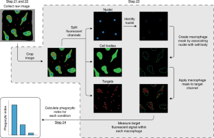 Macrophage phagocytosis assay with reconstituted target particles ...