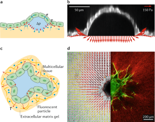 Measuring mechanical stress in living tissues | Nature Reviews Physics