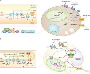 Metabolic adaptation and maladaptation in adipose tissue | Nature ...