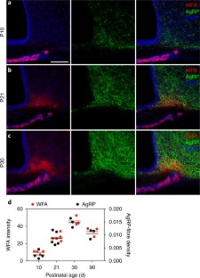 Perineuronal net formation during the critical period for neuronal ...