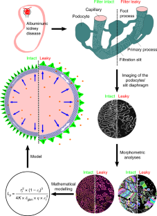 A molecular mechanism explaining albuminuria in kidney disease | Nature ...