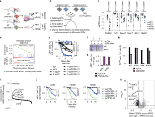 Keap1 mutation renders lung adenocarcinomas dependent on Slc33a1 ...