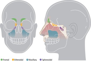 Oral surgery II: Part 2. The maxillary sinus (antrum) and oral surgery ...