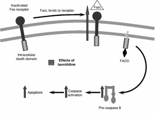 The Evolving Role of Taurolidine in Cancer Therapy | SpringerLink