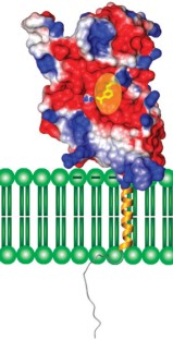 Structure and Enzymatic Functions of Human CD38 | SpringerLink