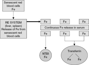 Benefits and Risks of Deferiprone in Iron Overload in Thalassaemia and ...