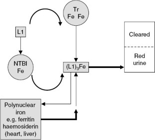 Benefits and Risks of Deferiprone in Iron Overload in Thalassaemia and ...