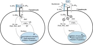 A Benefit-Risk Assessment of Basiliximab in Renal Transplantation ...